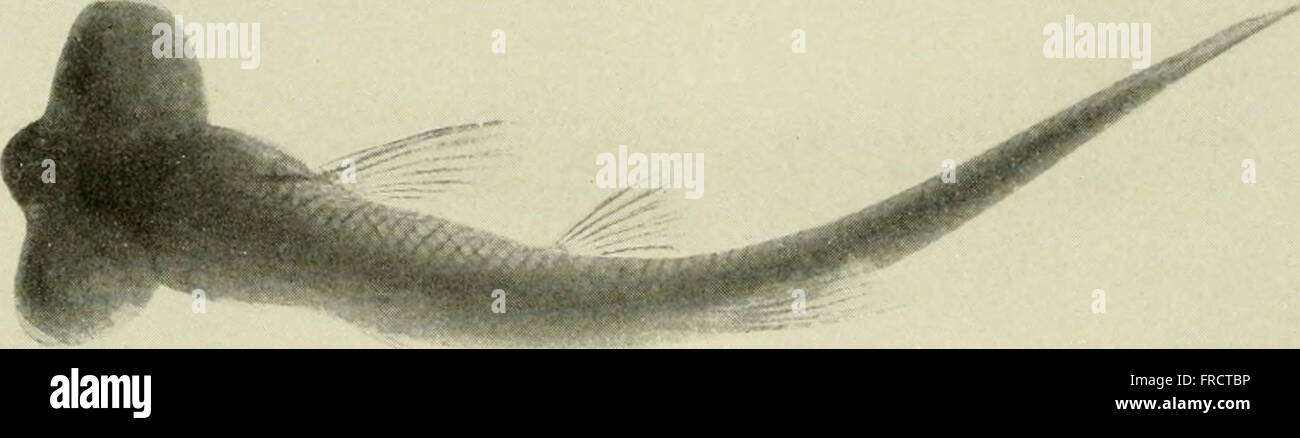'The Complete Aquarium Book' (1936) is a comprehensive guide on the ...