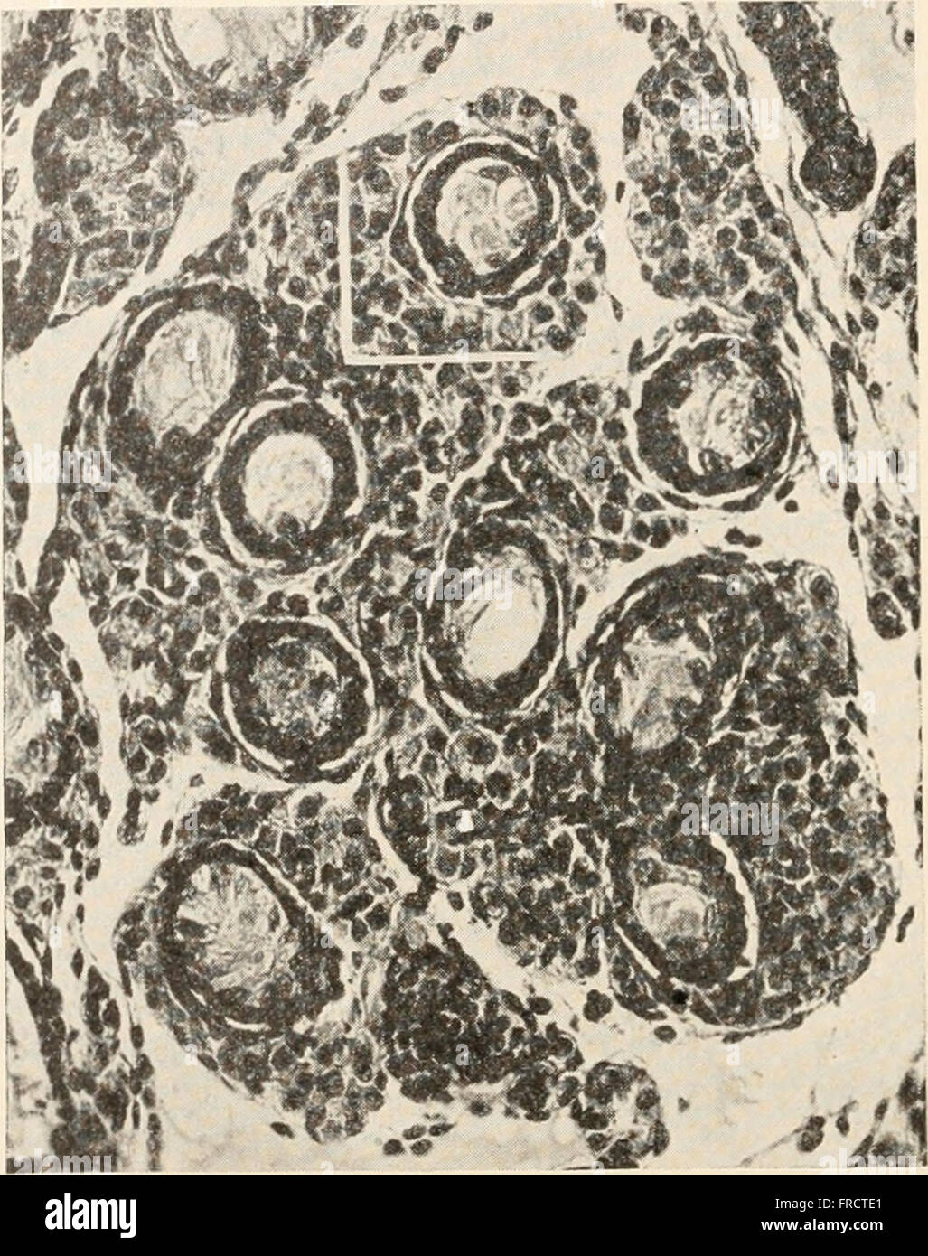 The Biological bulletin Stock Photo - Alamy