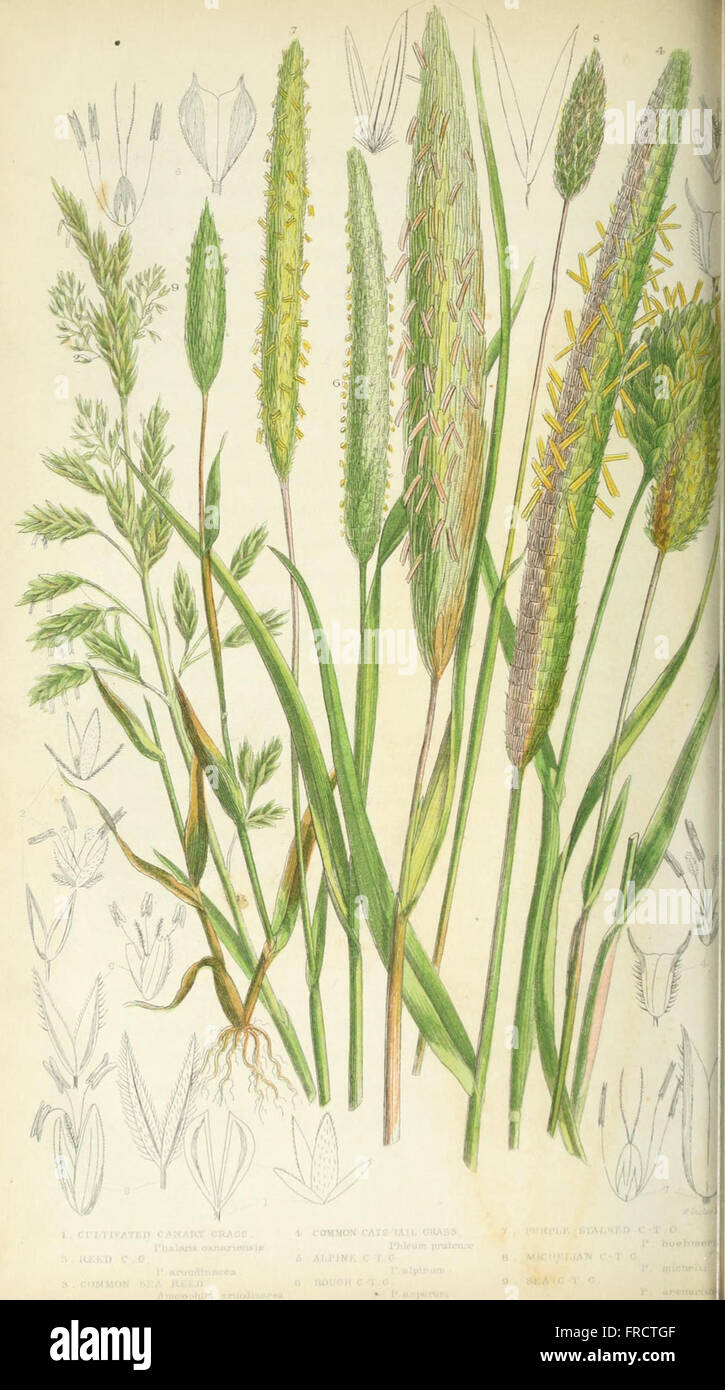 The British grasses and sedges (Pl. 13 Stock Photo - Alamy
