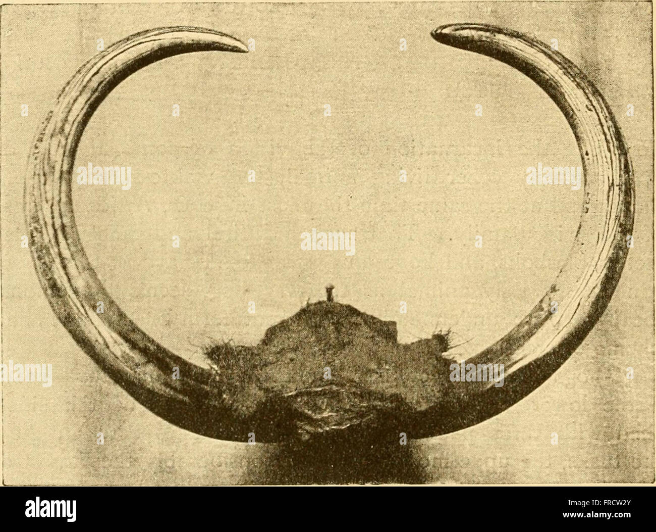 The game animals of Africa (1908 Stock Photo - Alamy