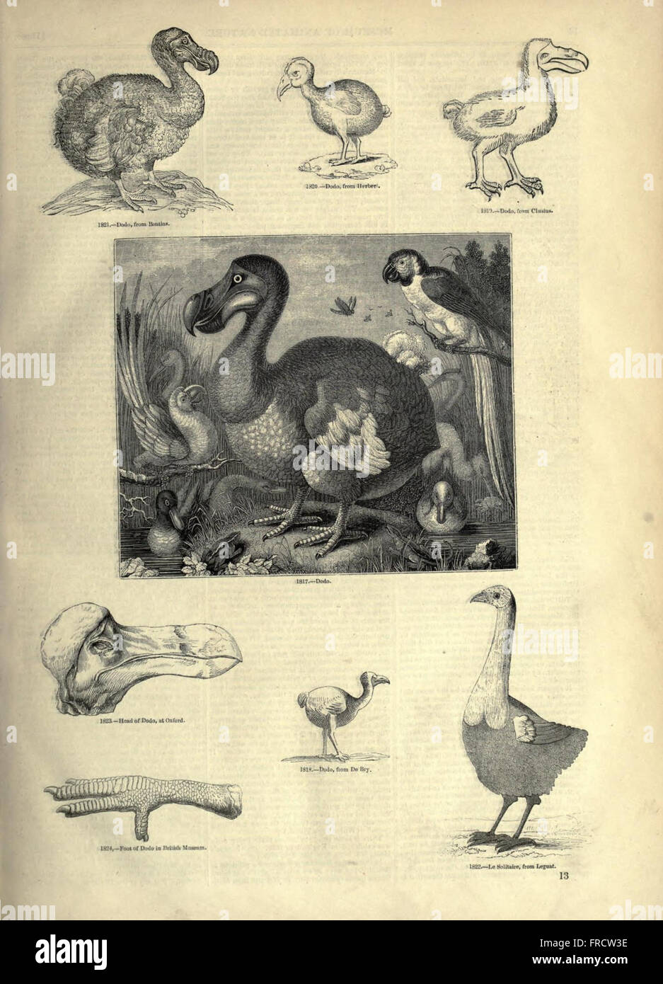 This page from 'The Pictorial Museum of Animated Nature' features ...