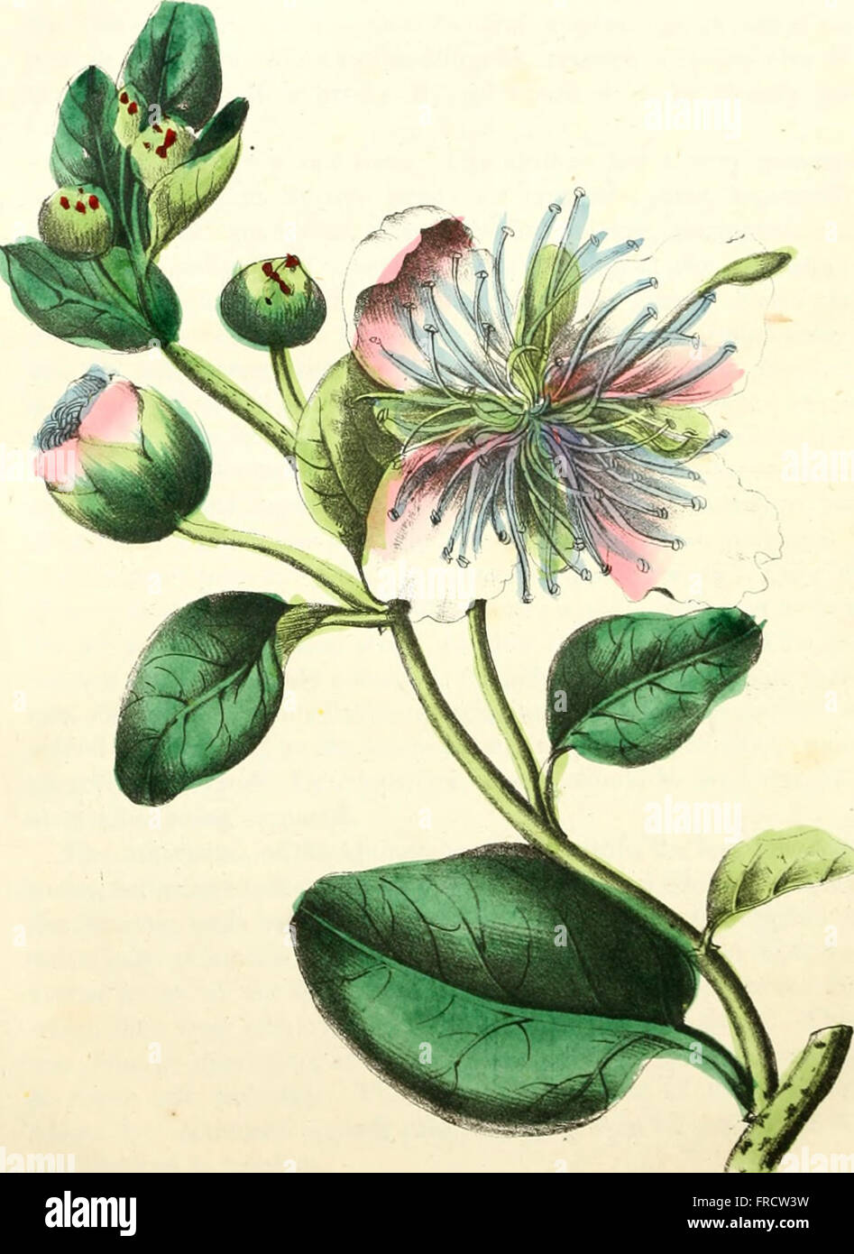 The American flora - or history of plants and wild flowers - containing ...