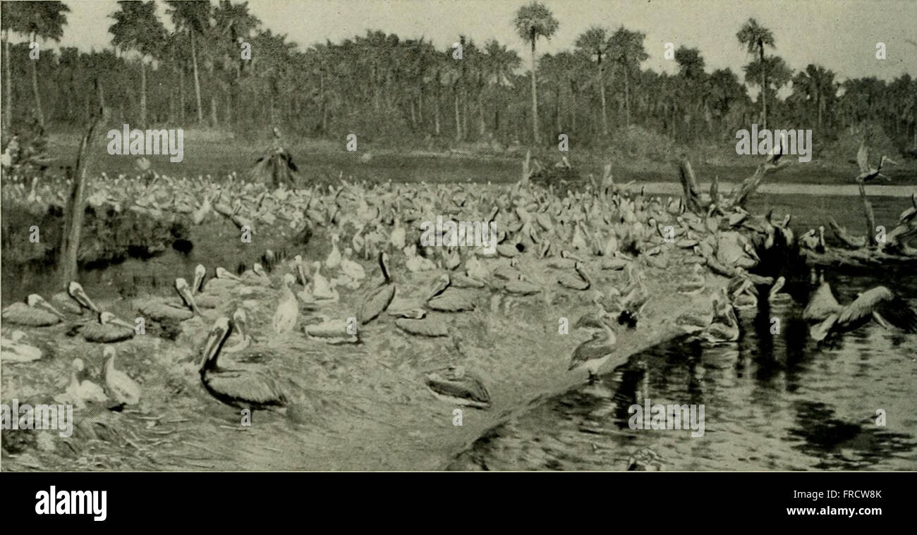 The American Museum journal (c1900-(1918 Stock Photo - Alamy