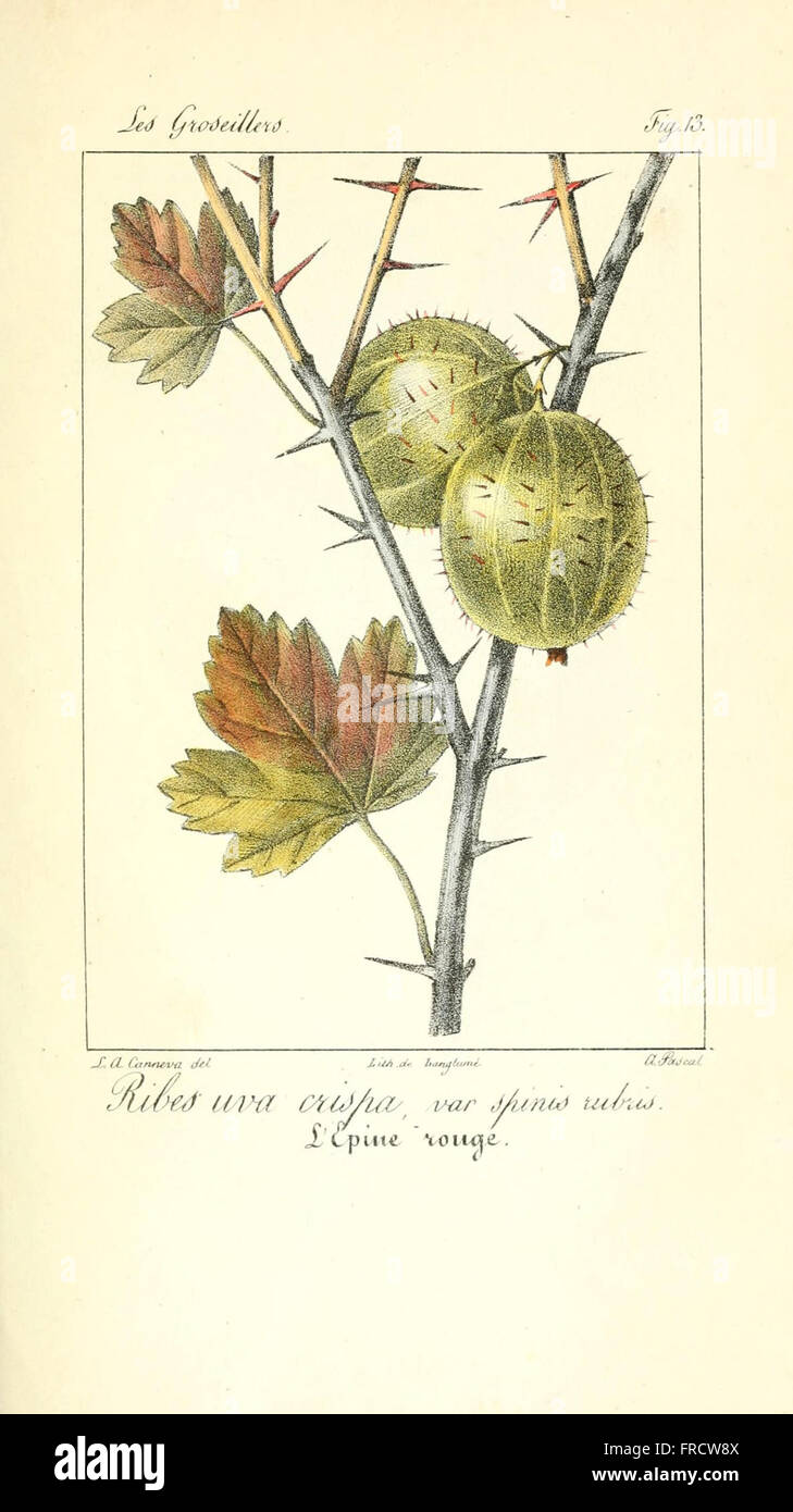 'Monographie' offers a natural history of the genus Ribes (gooseberries ...