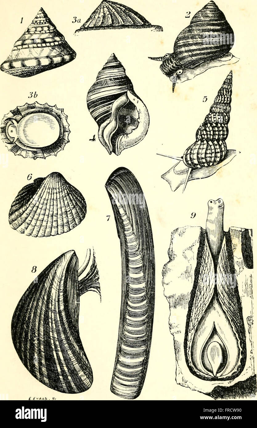 Common objects sea shore hi-res stock photography and images - Alamy