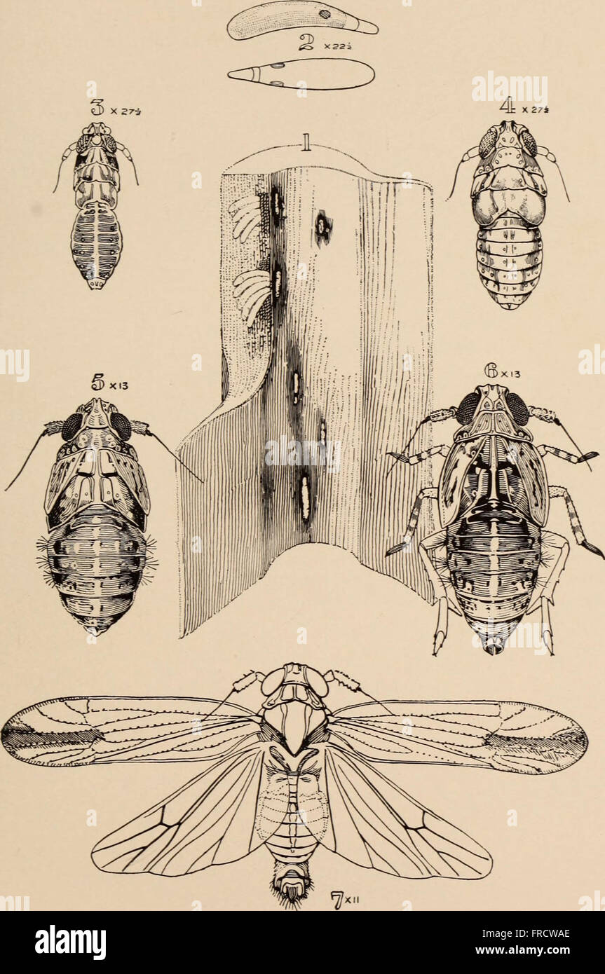 The Sugar-Cane Insects of Hawaii (1911 Stock Photo - Alamy
