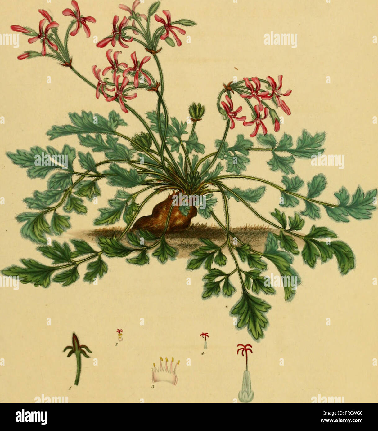 The Botanist's Repository for New and Rare Plants contains colored ...