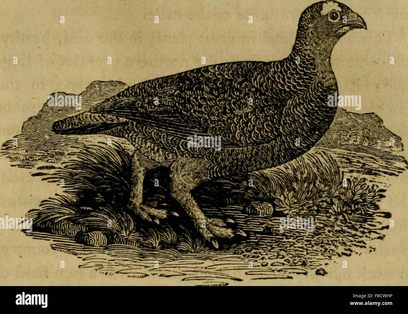 'A History of British Birds,' published in 1809, presents a detailed ...