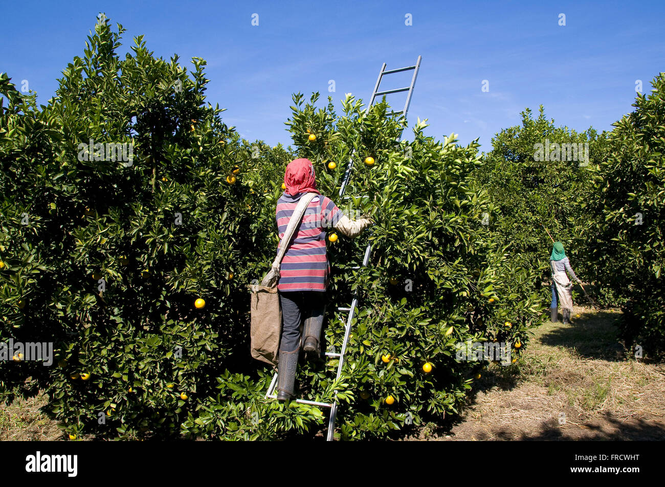 Harvest Orange - file selection Stock Photo - Alamy