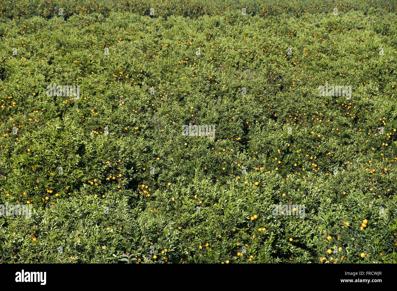 Murcott hi-res stock photography and images - Alamy