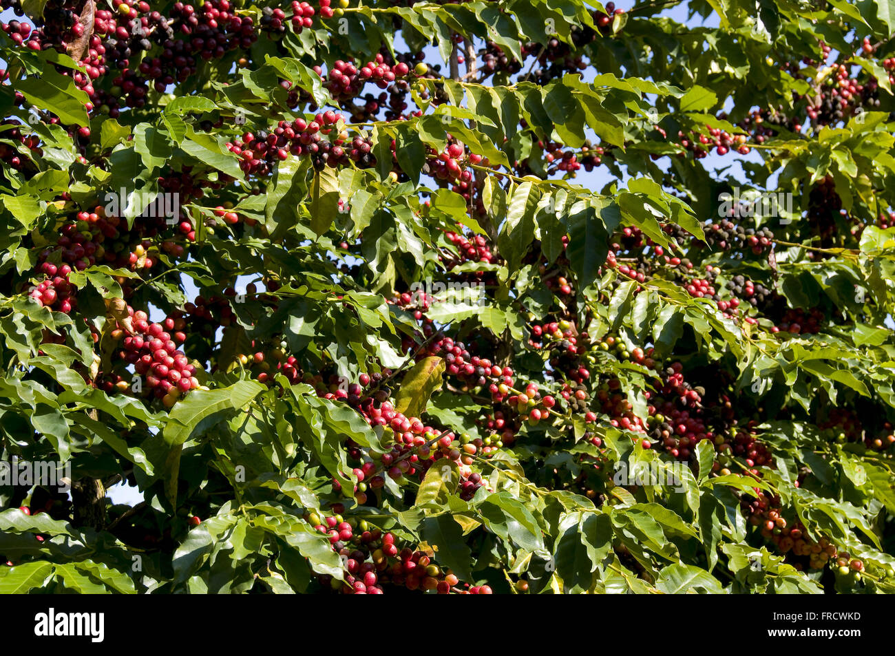 Coffee Plantation - Mundo Novo variety Stock Photo - Alamy