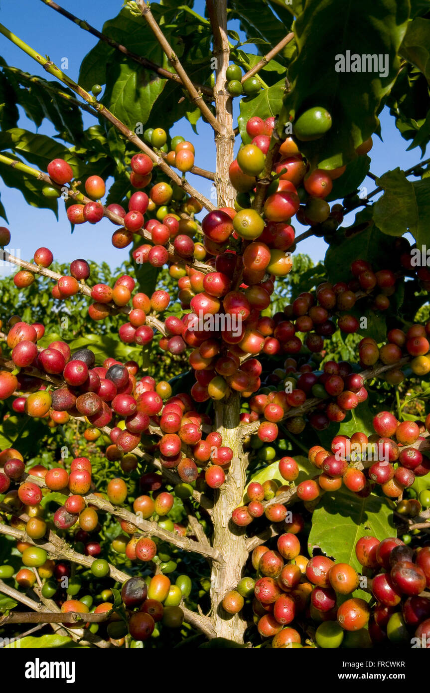 Coffee Plantation - Mundo Novo variety Stock Photo - Alamy