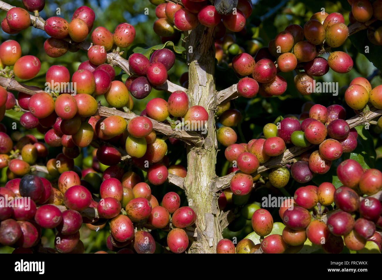 Coffee Plantation - Mundo Novo variety Stock Photo - Alamy