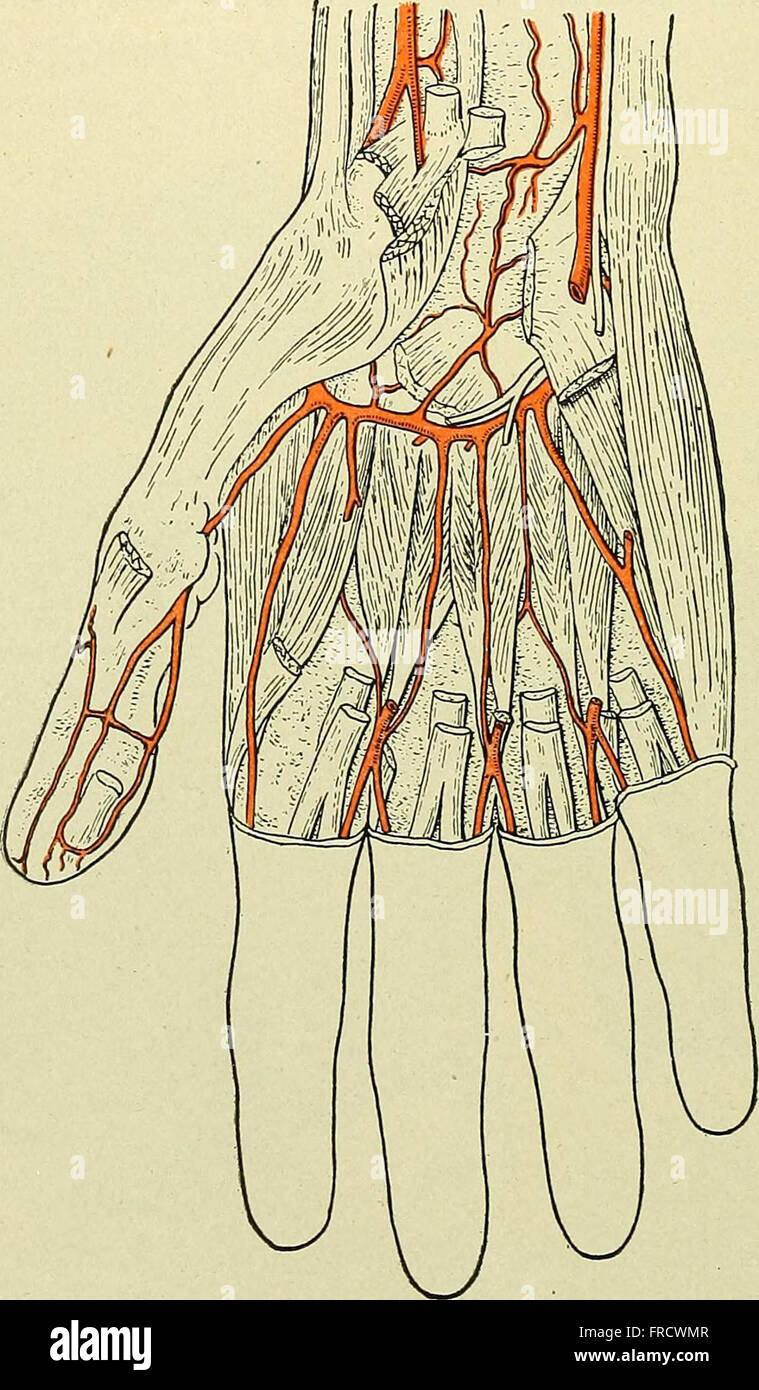A medical textbook from 1913 designed to teach anatomy and physiology ...