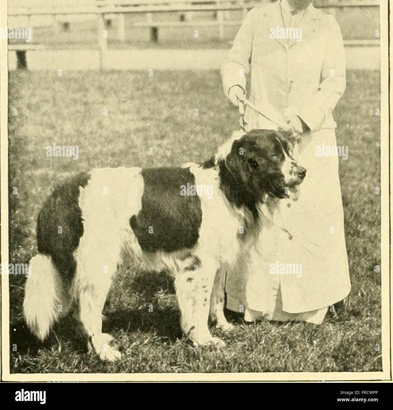 'The New Book of the Dog' (1911) provides an extensive guide to the ...