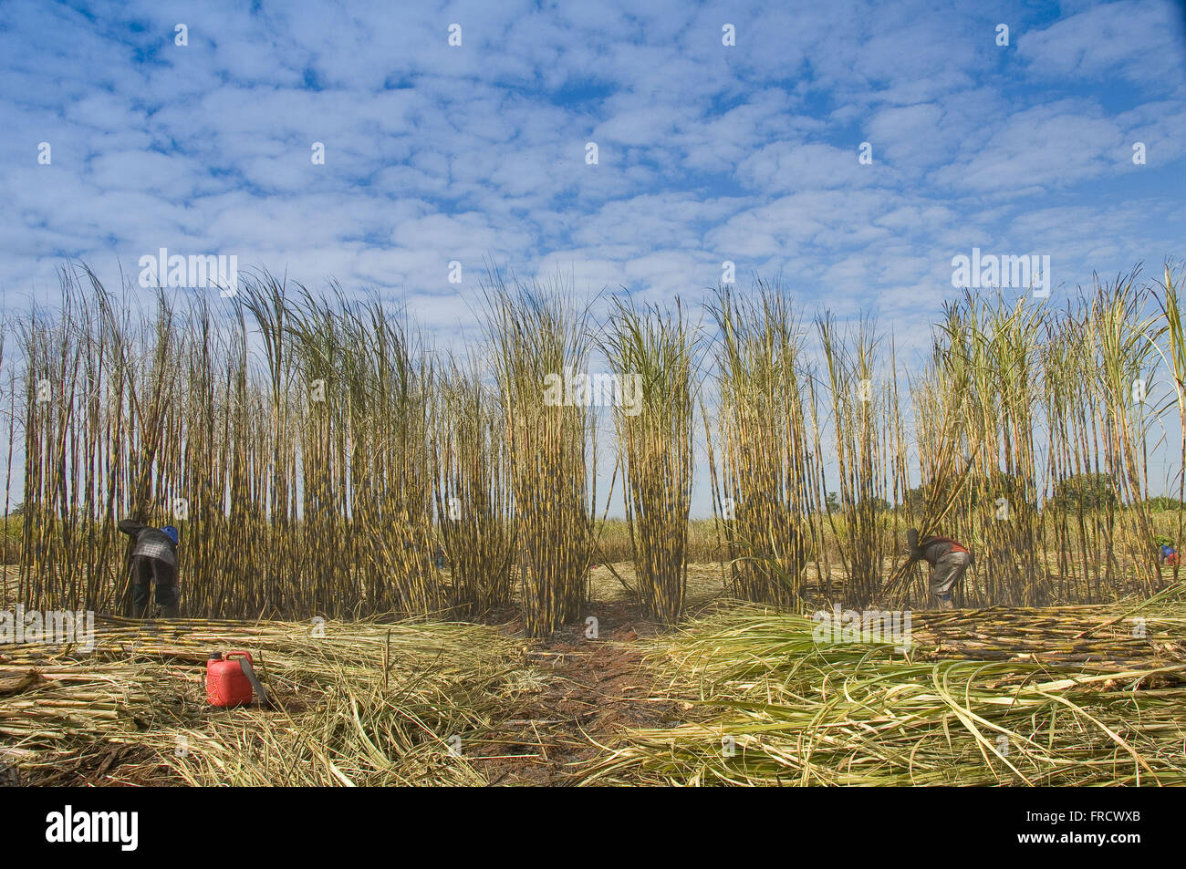 Field worker harvesting sugar cane hi-res stock photography and images ...