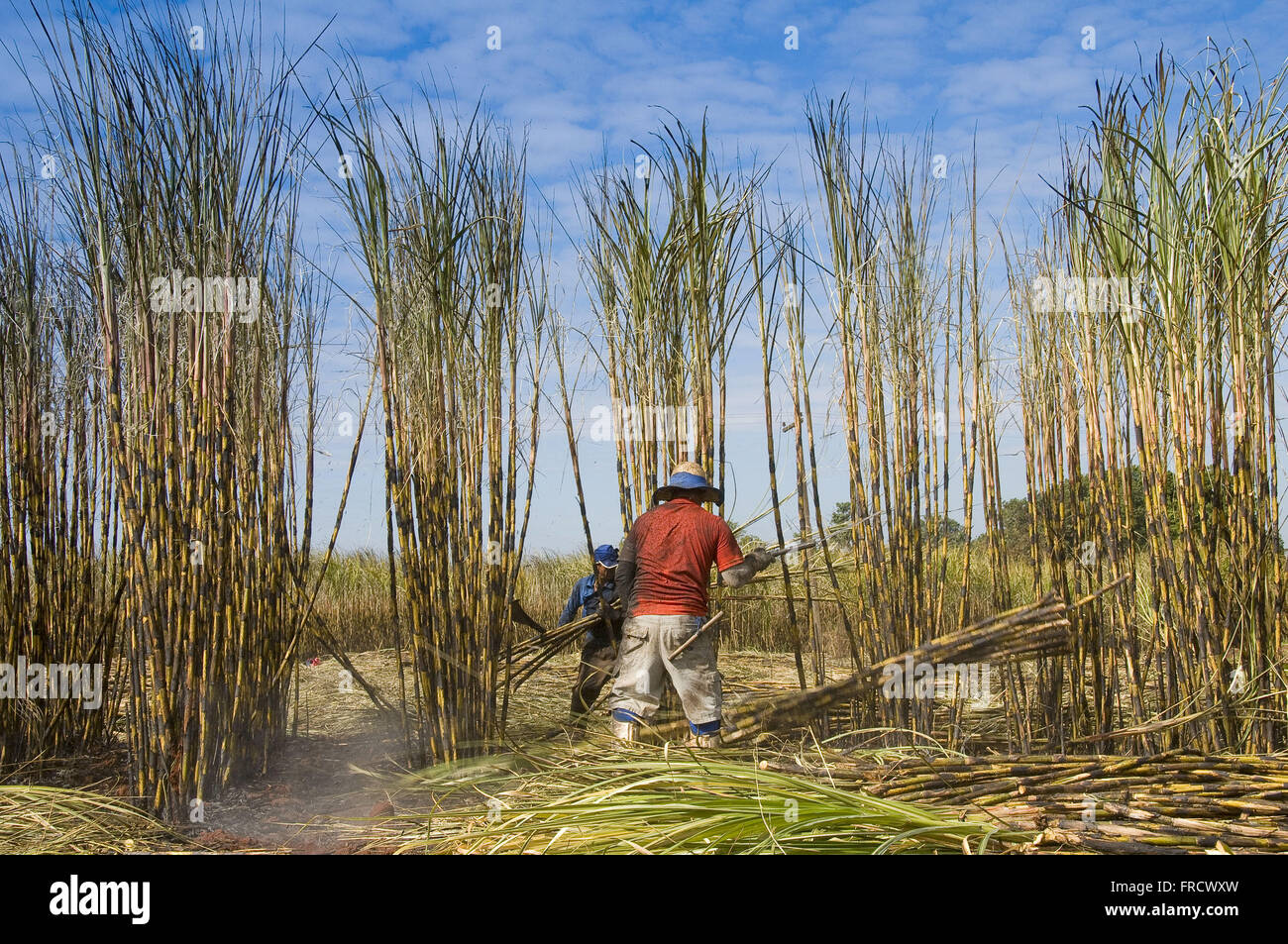 Manual harvesting of sugar cane Stock Photo - Alamy