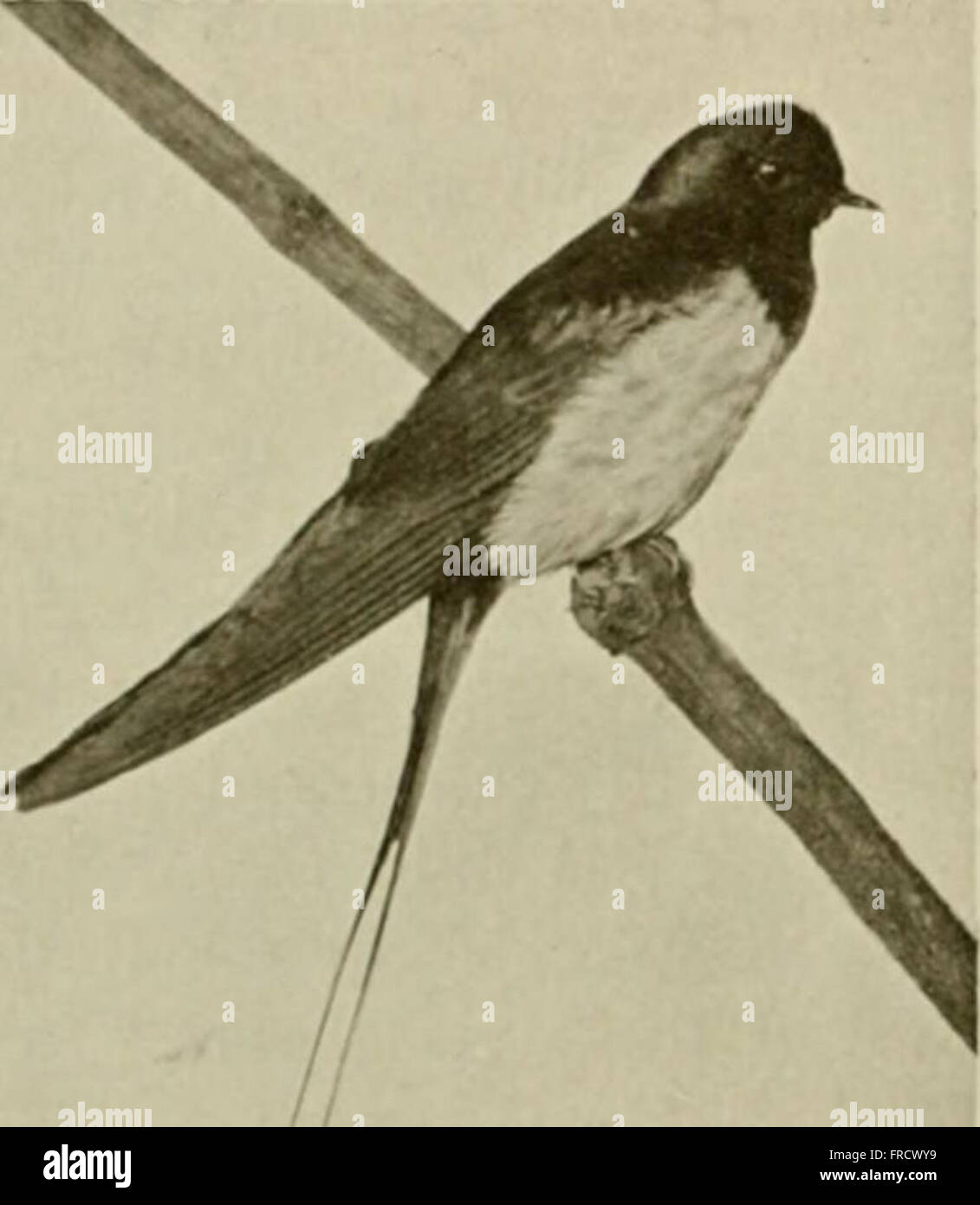 'The Sportsman's British Bird Book' (1908) provides a comprehensive ...