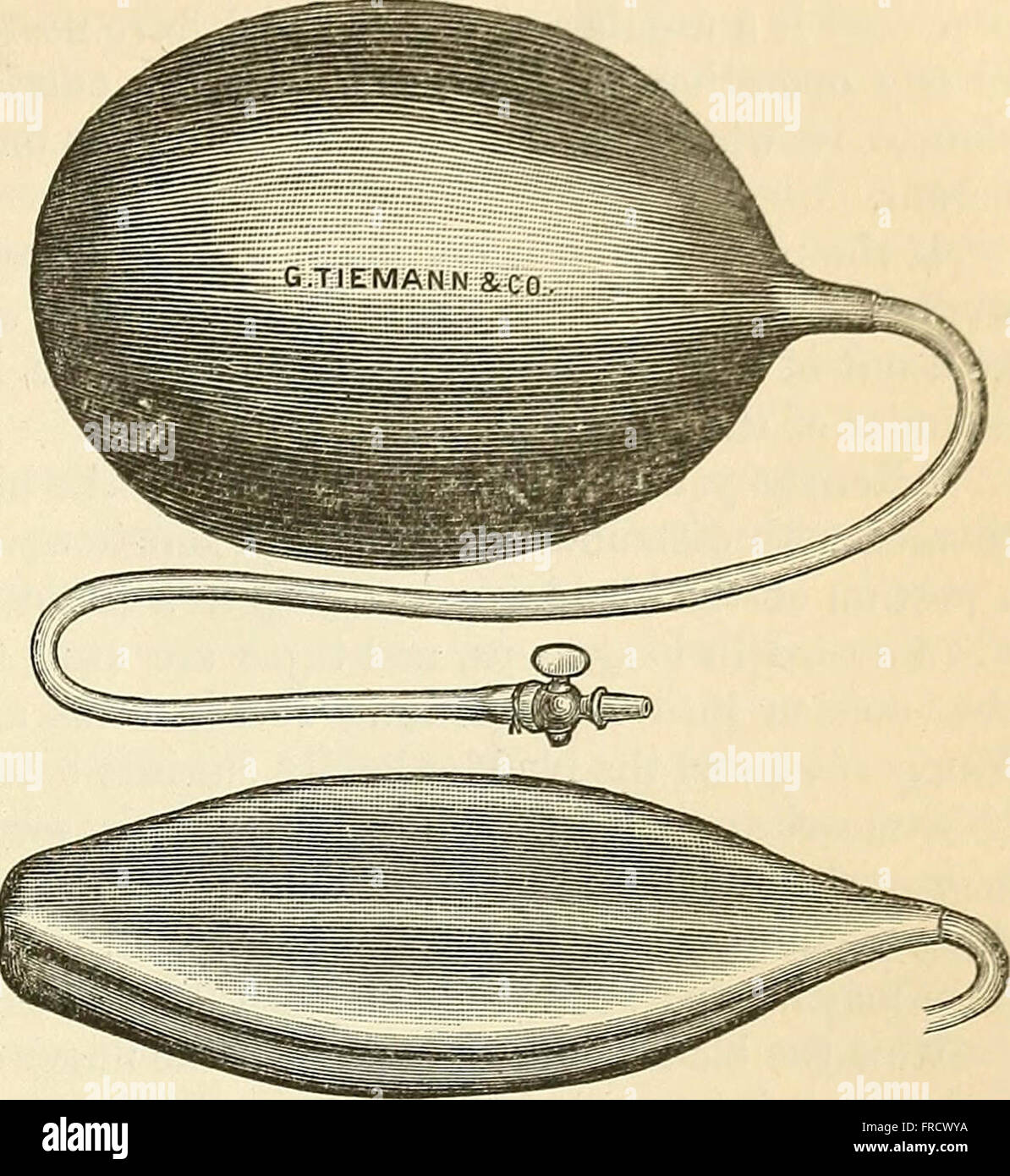 Genito urinary organs hi-res stock photography and images - Alamy