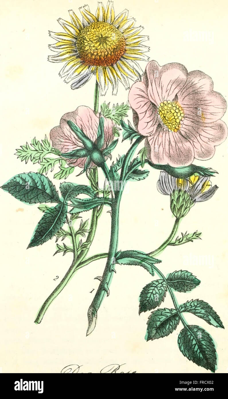 *The American Flora* provides an in-depth history and description of ...