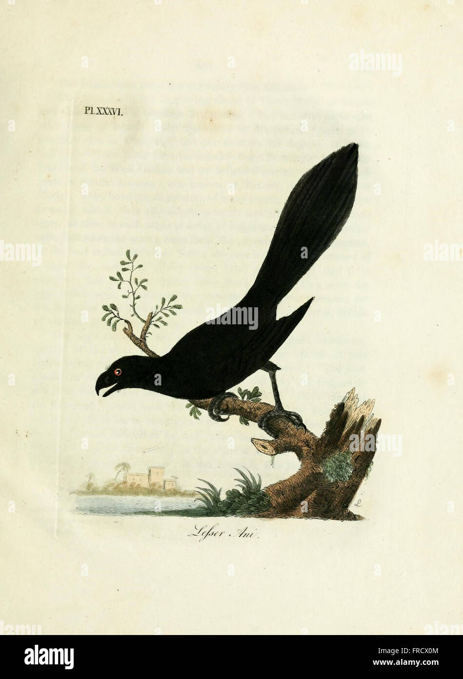 A general history of birds (Pl. XXXVI Stock Photo - Alamy