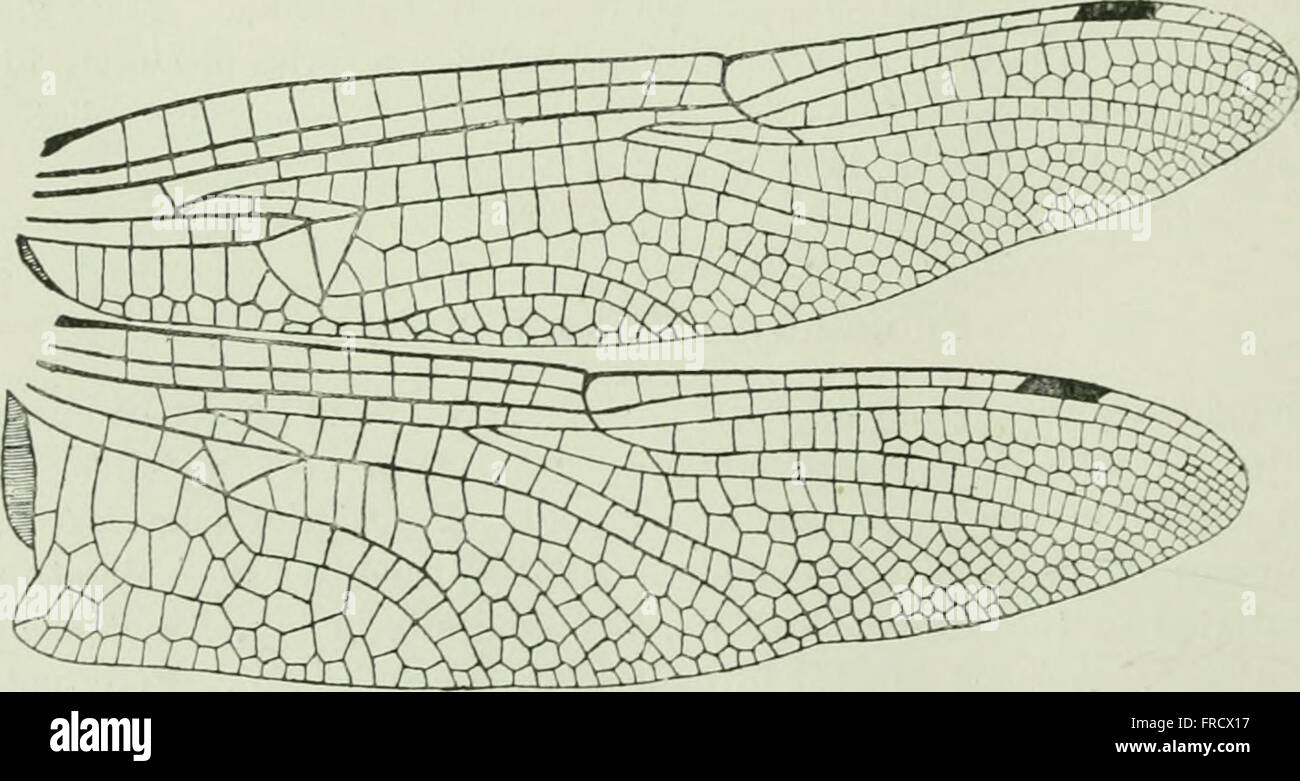 'The Biology of Dragonflies' (1917) explores the life cycle, anatomy ...