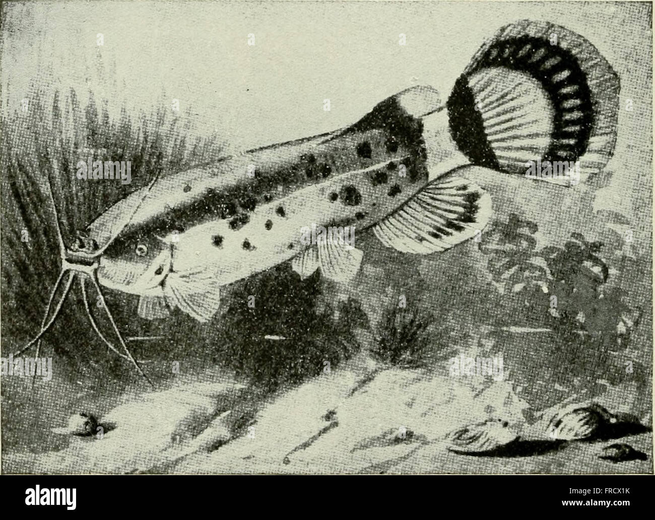 A 1936 comprehensive guide to goldfish and tropical fish care, covering ...