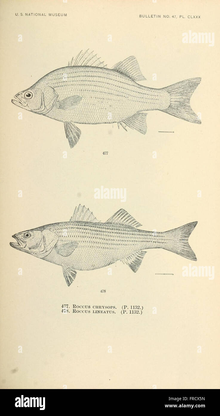 This scientific work describes the fish species found in North and ...