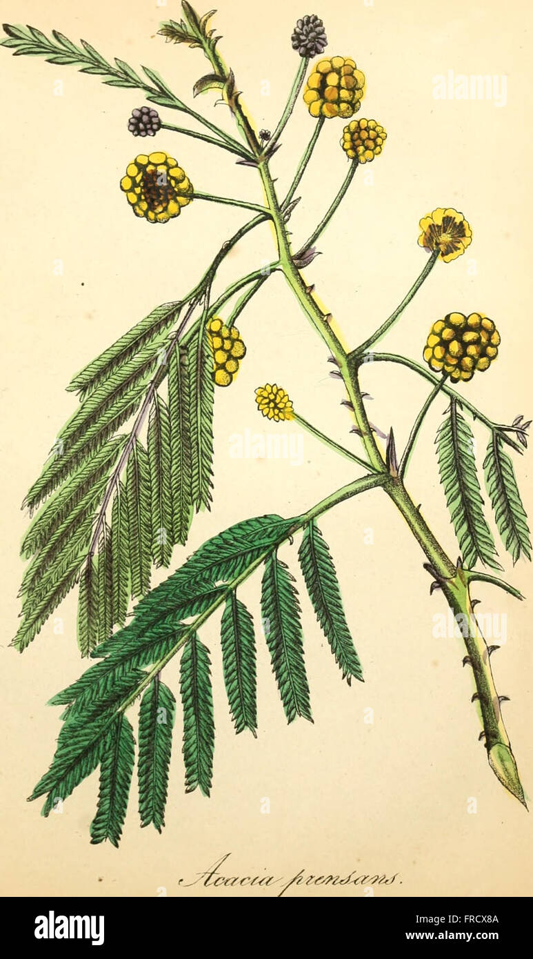 The American flora - or history of plants and wild flowers - containing ...