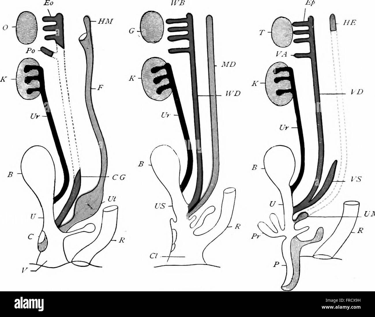 The development of the human body; a manual of human embryology (1902 ...