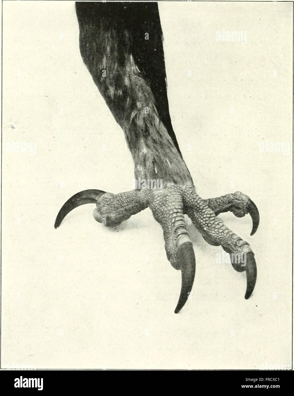 The bird, its form and function (1906 Stock Photo - Alamy