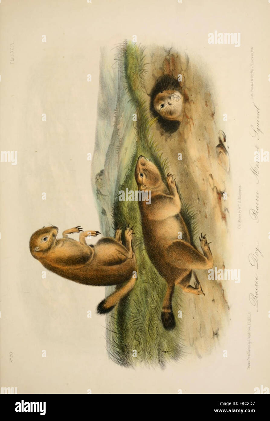 Plate xcix hi-res stock photography and images - Alamy