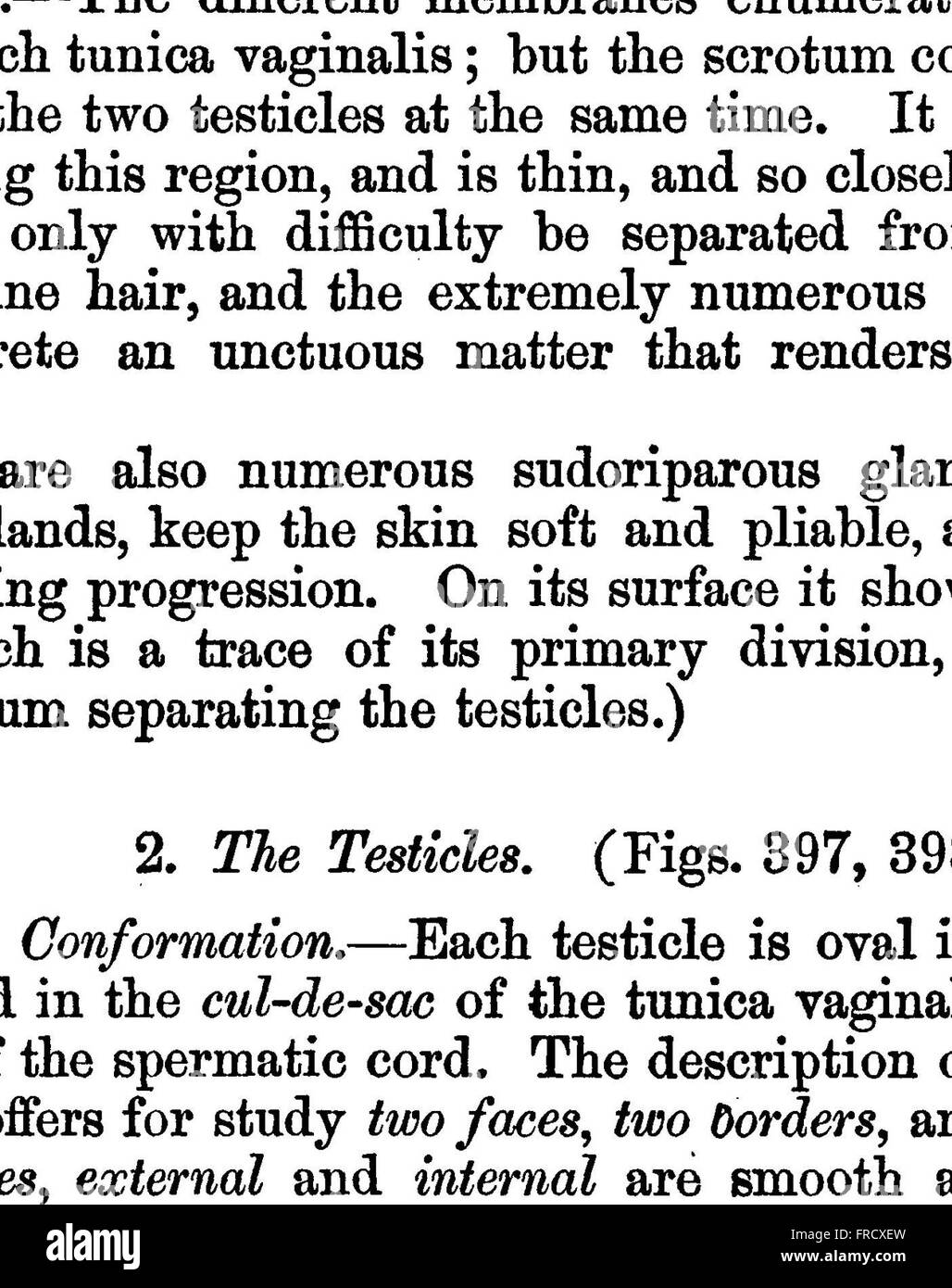 This work presents a detailed study of the anatomy of domesticated ...
