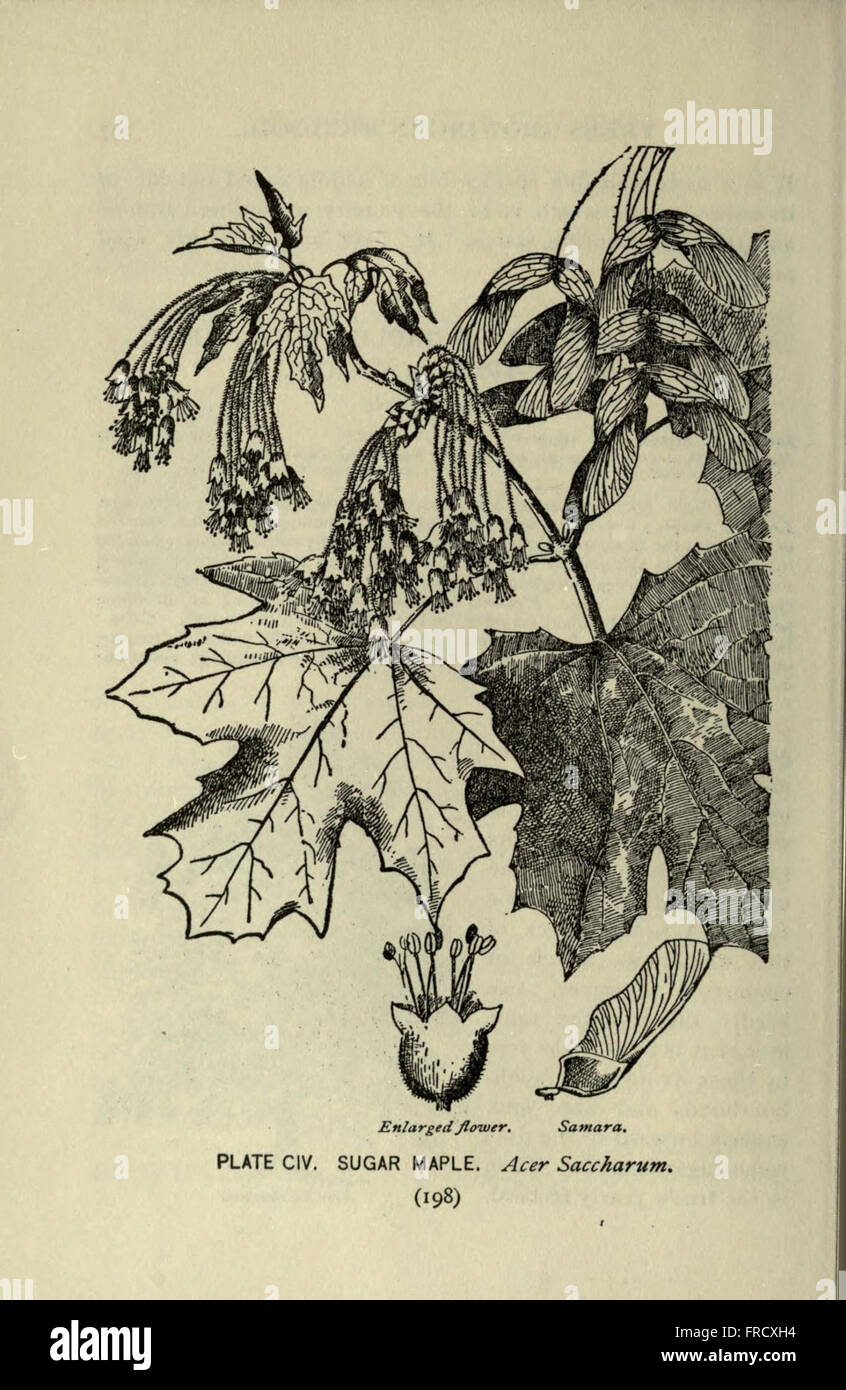 This botanical guide provides an overview of various tree species ...