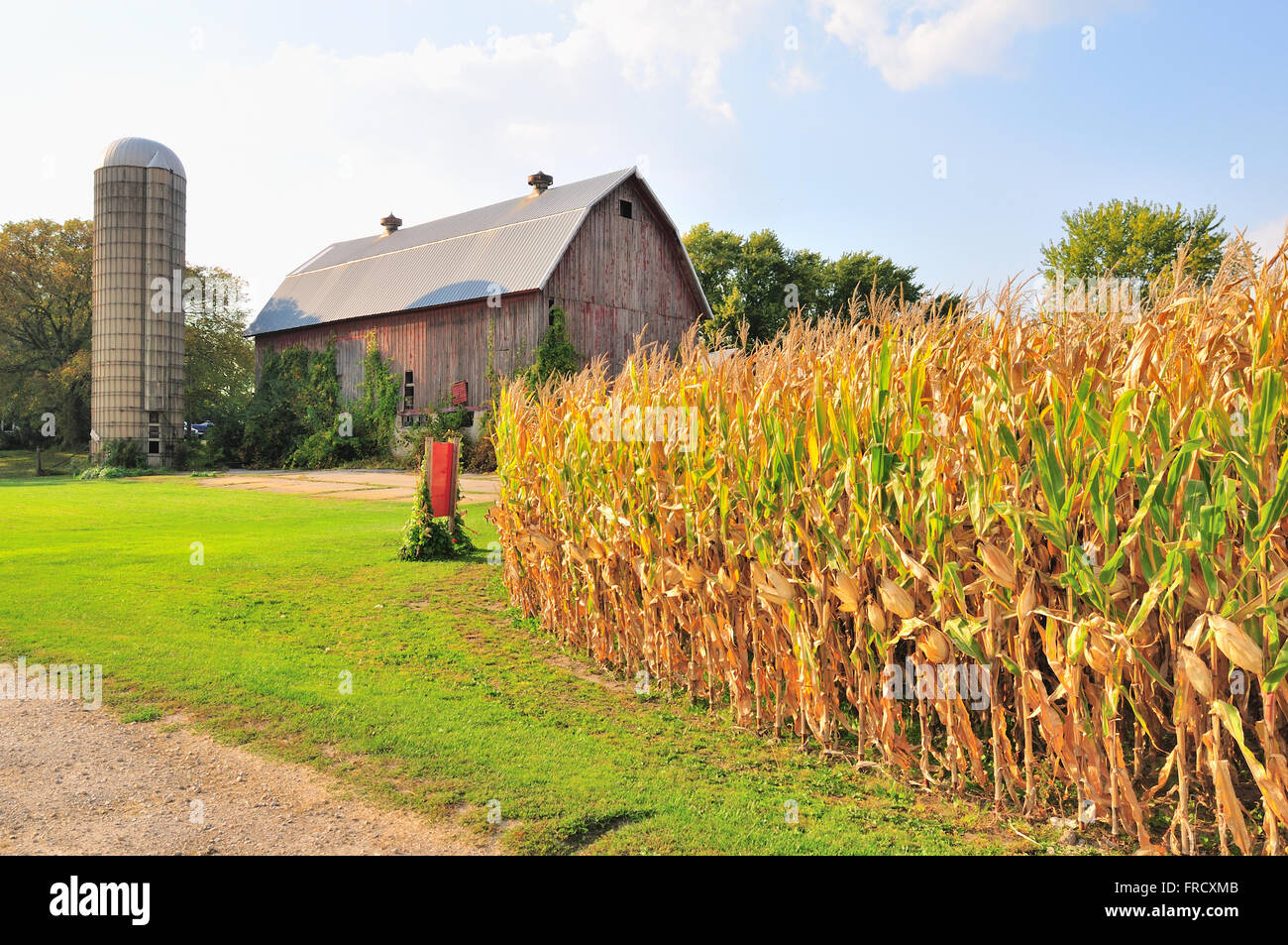 A browning, highly mature corn crop awaits harvest in early fall on a ...