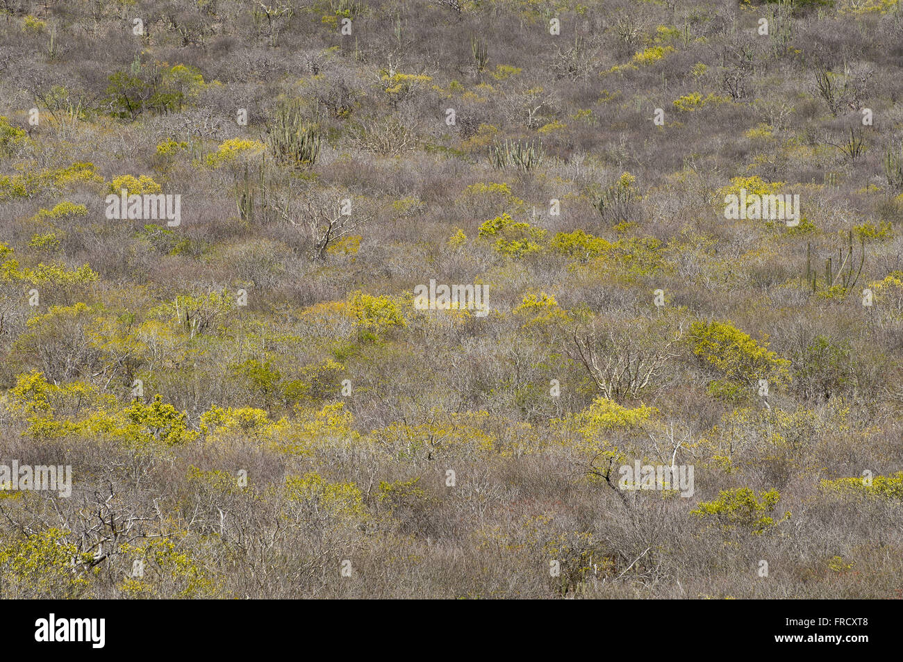 Caatinga vegetation in the dry period in the rural area of Forest Stock ...