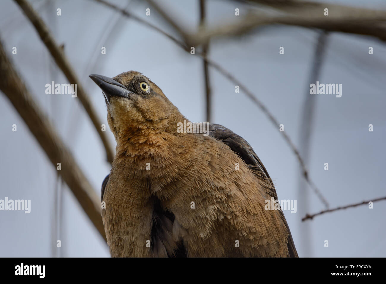 Young Female Grackle Bird with Ruffled Brown feathers. Bright yellow ...
