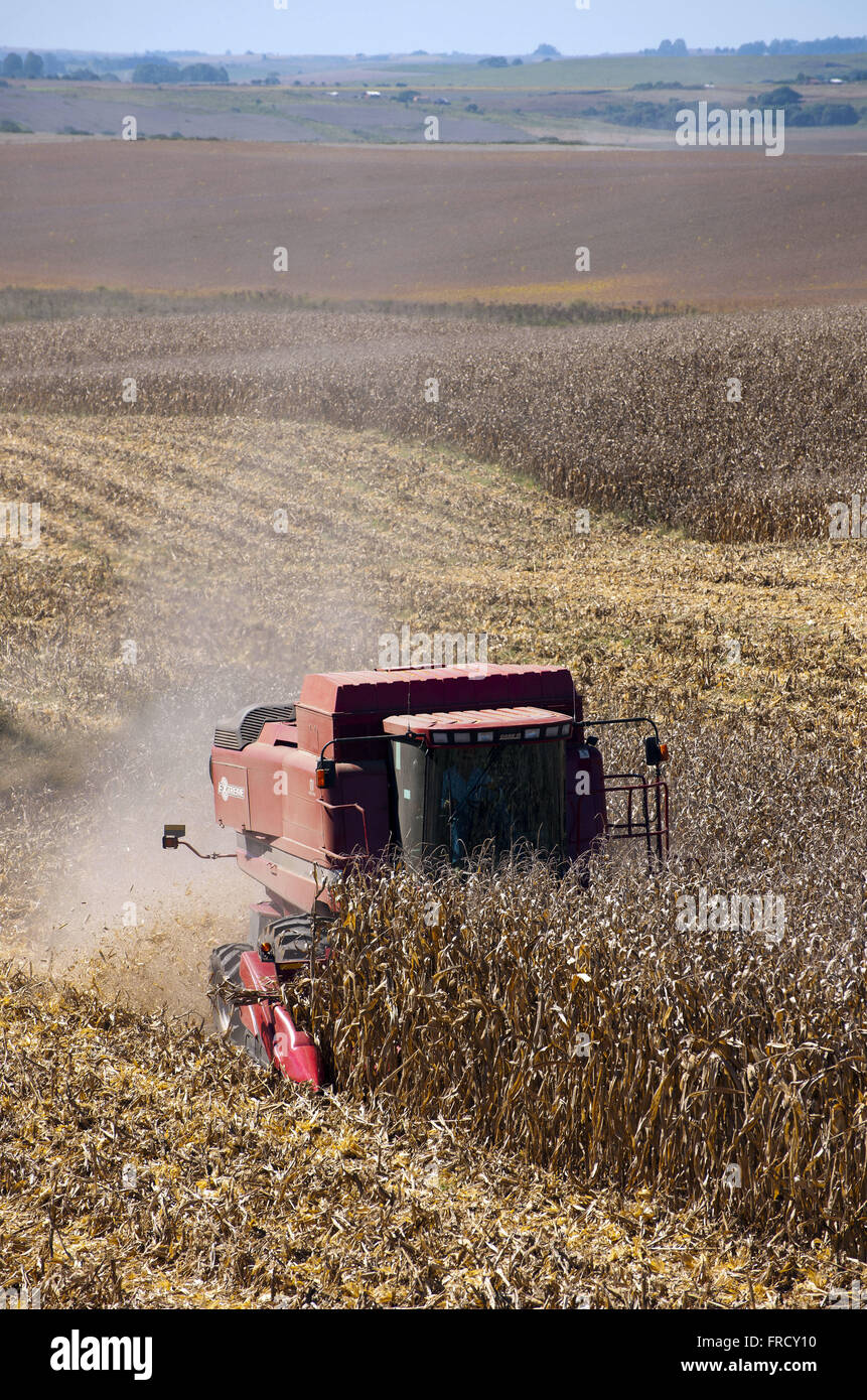 Harvesting grain corn hi-res stock photography and images - Alamy