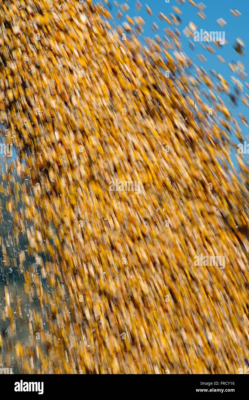 Unloading corn hi-res stock photography and images - Alamy