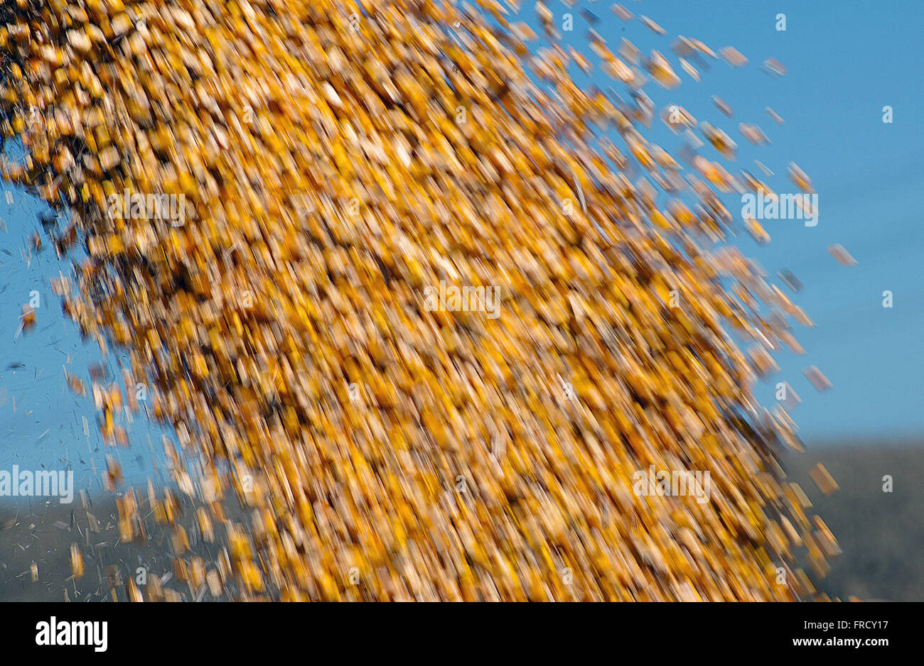Unloading corn hi-res stock photography and images - Alamy
