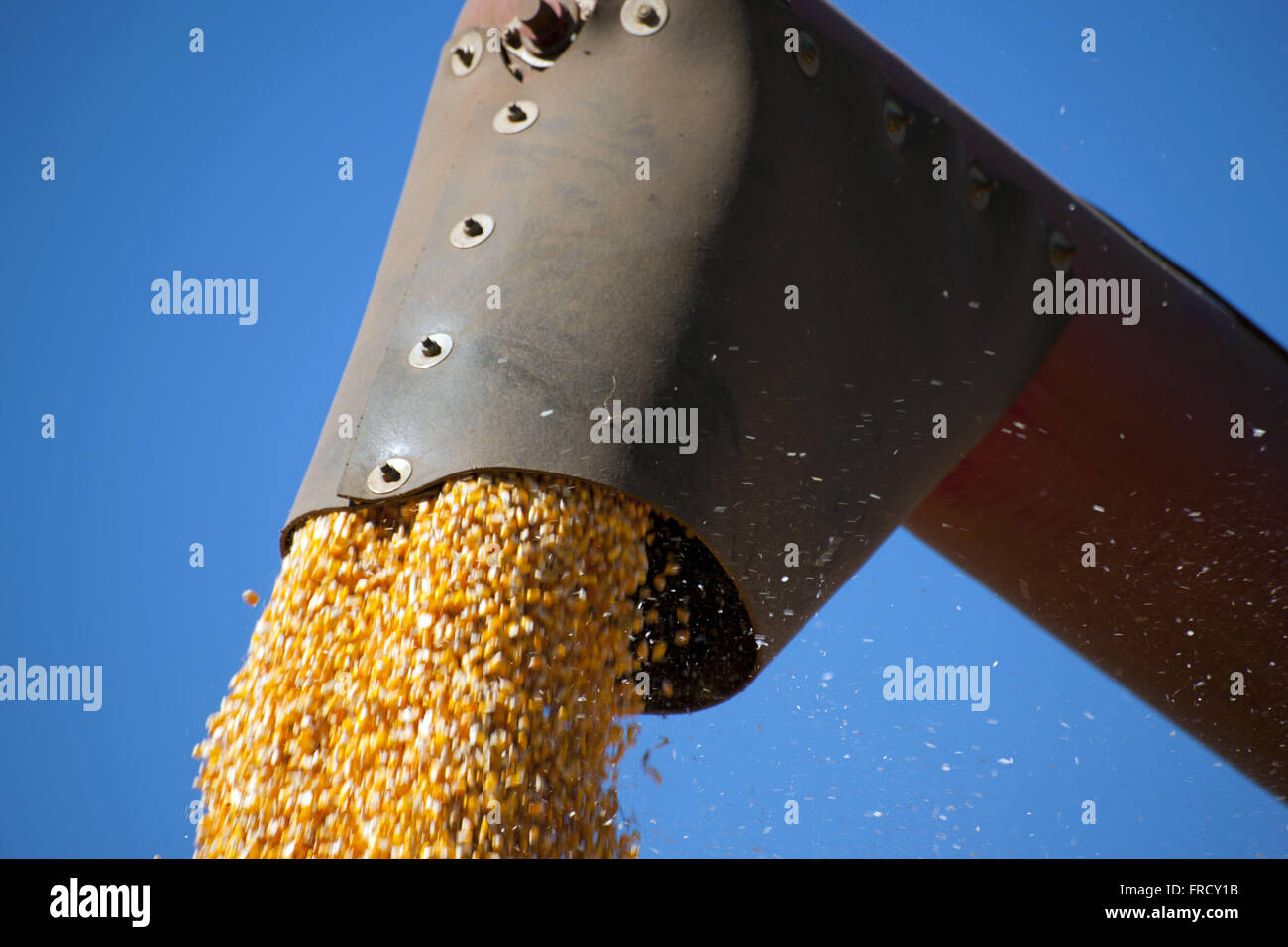 Combine harvesting corn unloading hi-res stock photography and images ...