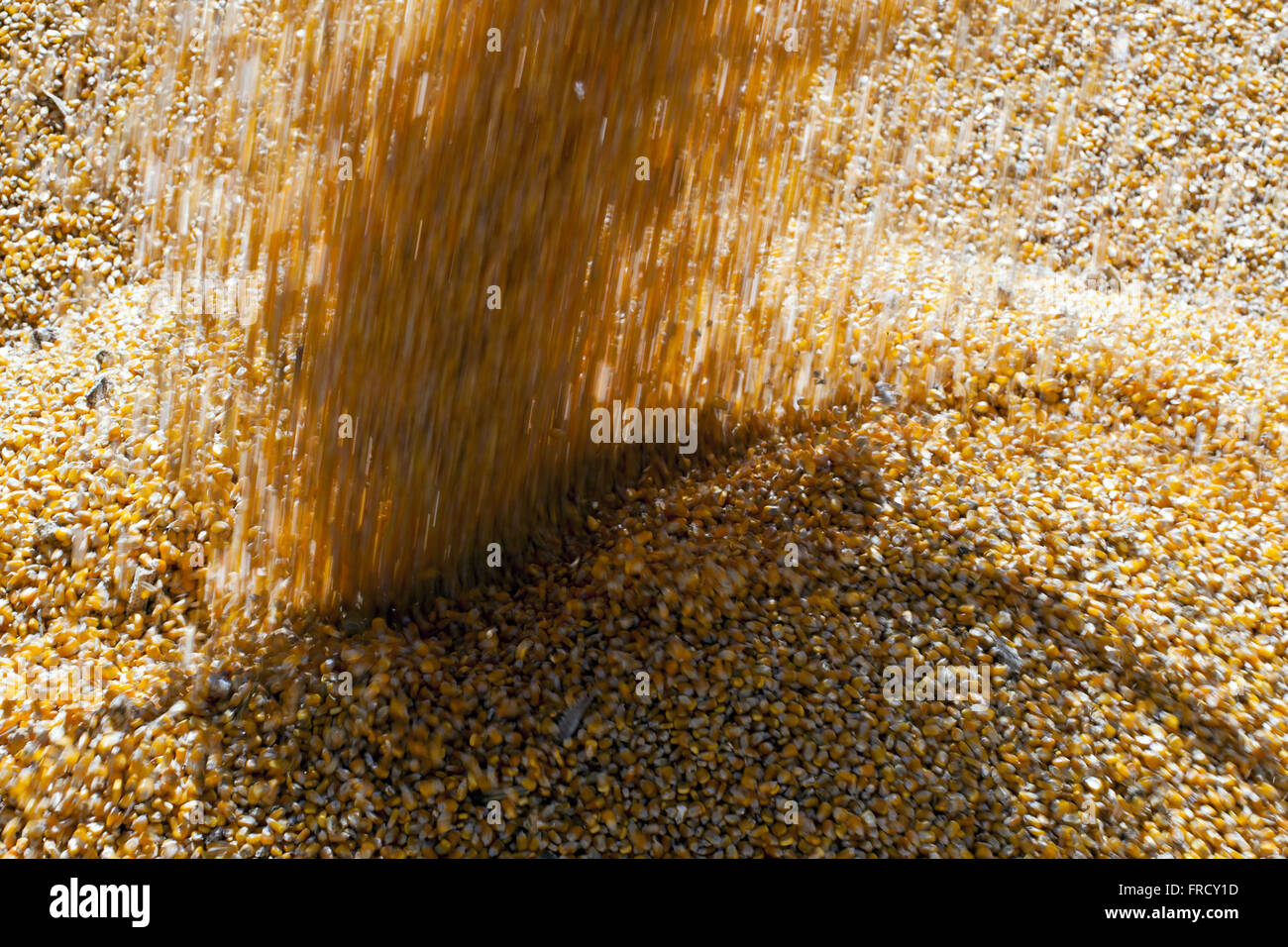 Unloading corn hi-res stock photography and images - Alamy