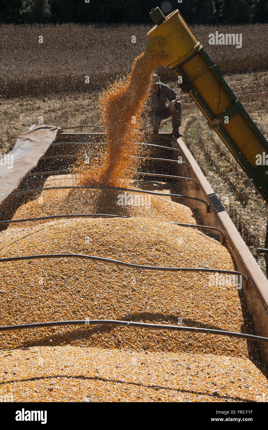Unloading corn into truck in a rural area of Capao Beautiful South ...