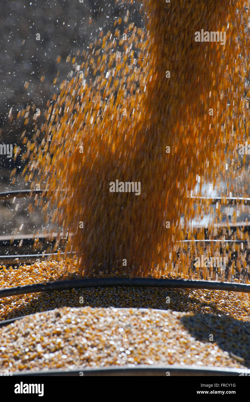 Unloading corn hi-res stock photography and images - Alamy