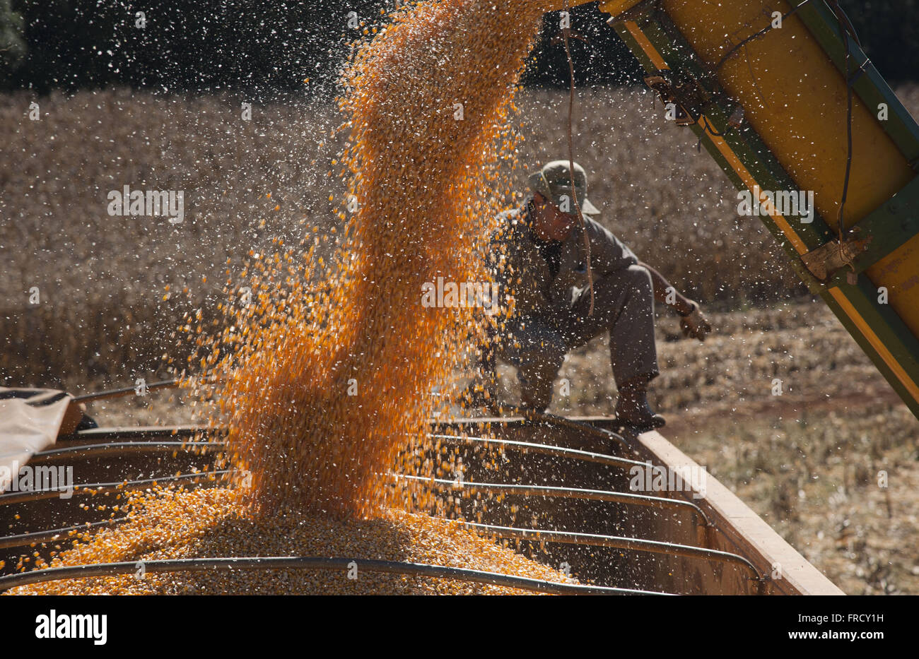 Unloading corn into truck in a rural area of Capao Beautiful South ...