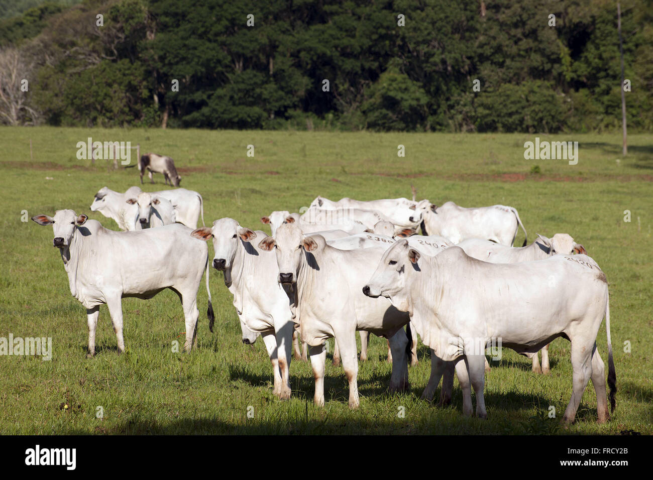 Nellore cattle hi-res stock photography and images - Alamy
