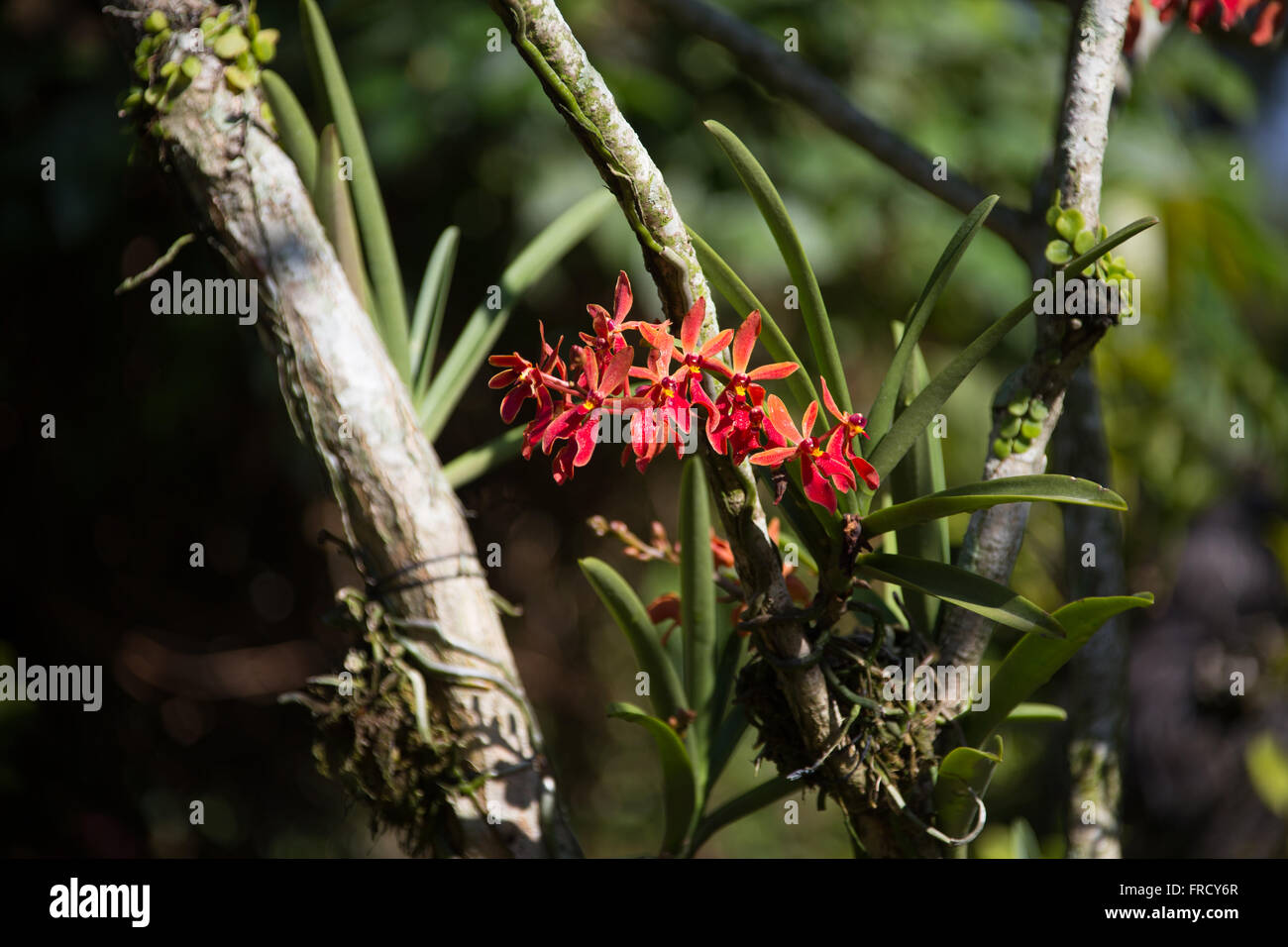 Orchids in the orchid garden, Singapore Botanic Gardens Stock Photo - Alamy