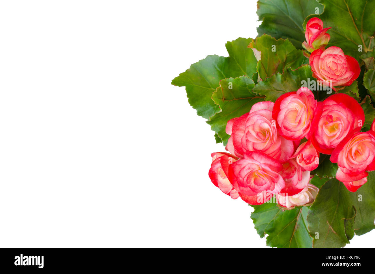 begonia flower isolated on white background Stock Photo - Alamy