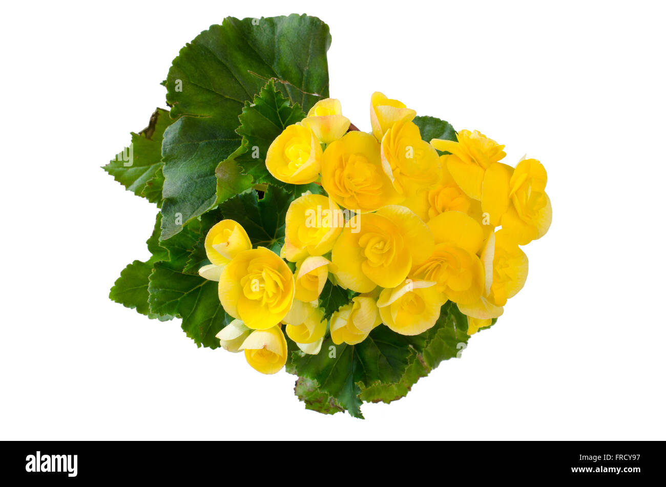 begonia flower isolated on white background Stock Photo - Alamy