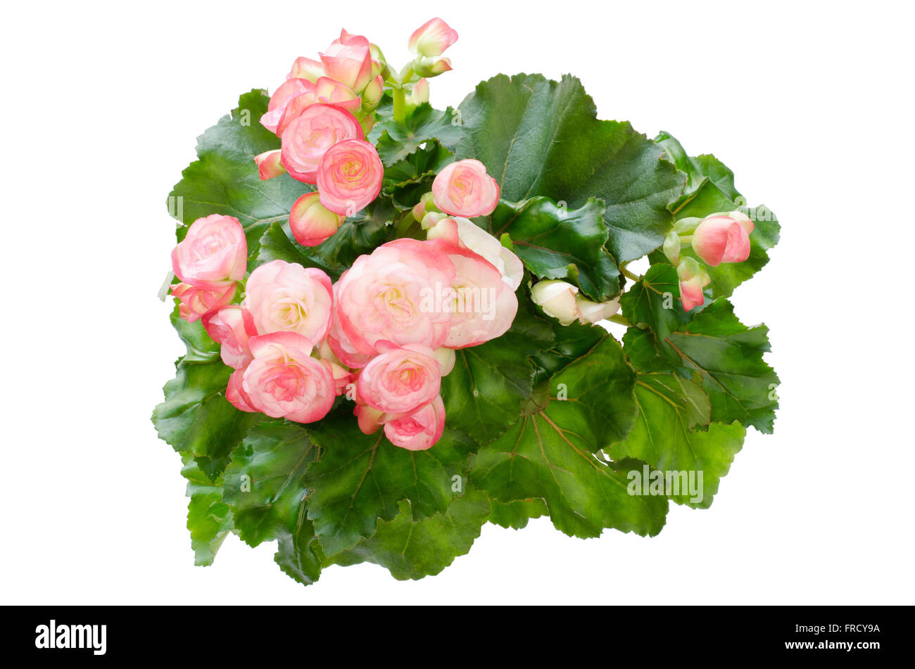 begonia flower isolated on white background Stock Photo - Alamy